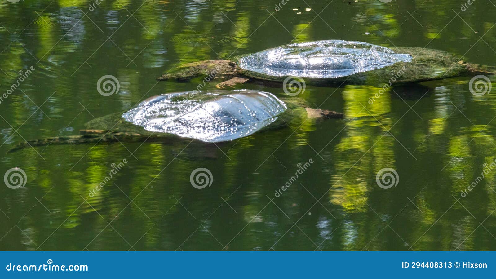 Two Turtles Floating in Water in Stream Stock Image - Image of sunshine ...
