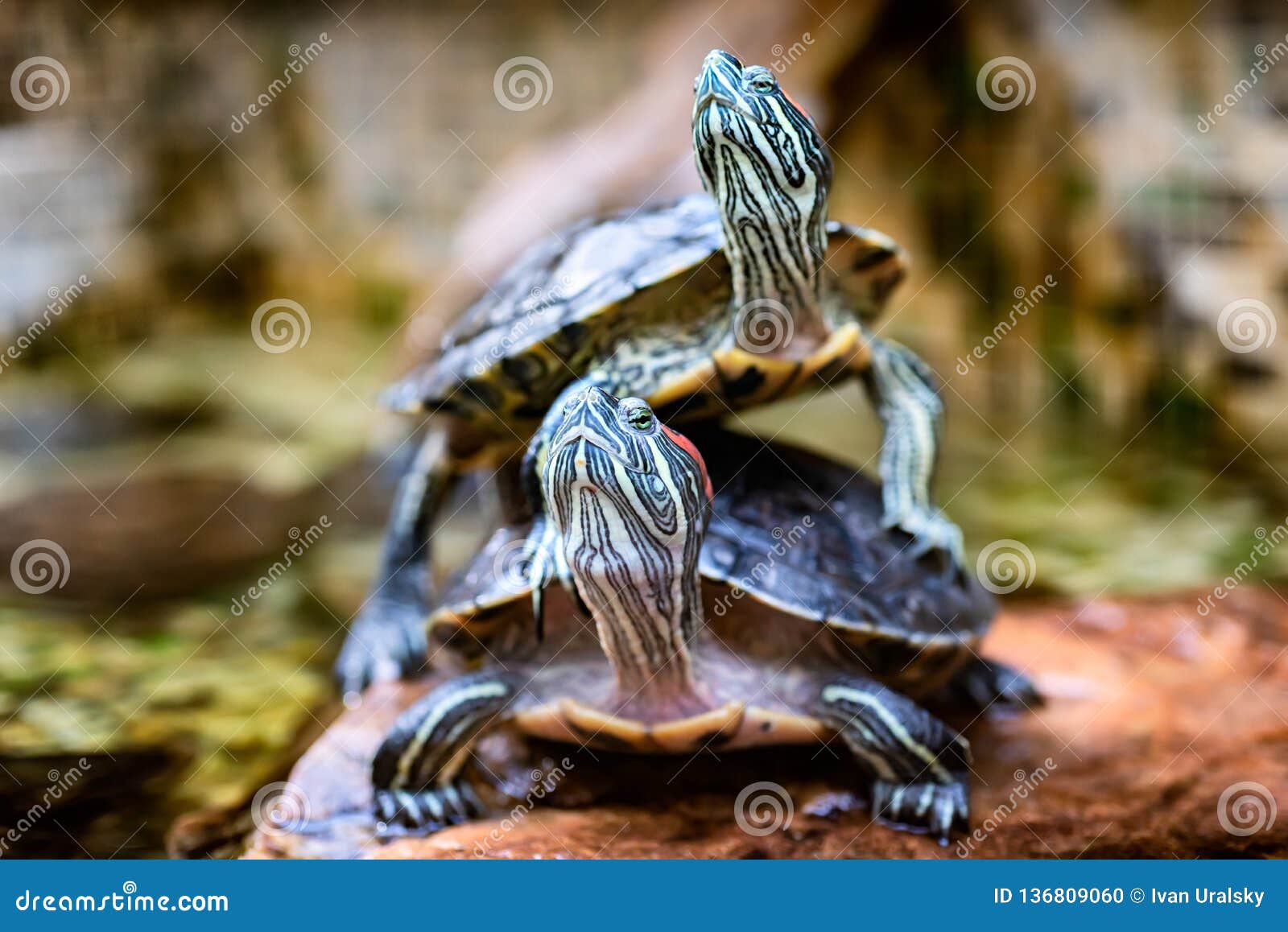 Two Turtles in the Forest. Turtle As Symbol of Wisdom, Patience and ...