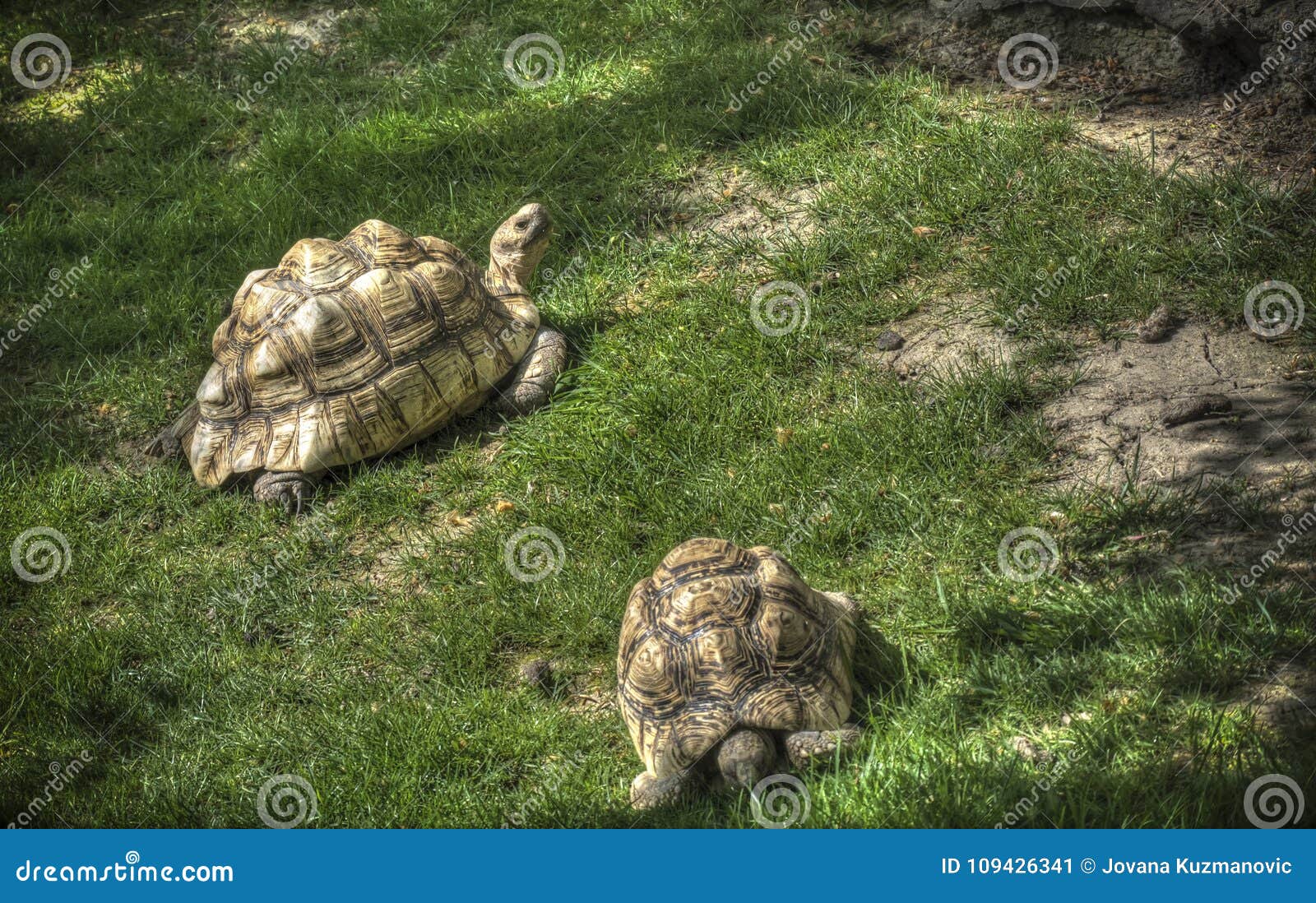 Two Turtles stock image. Image of wildlife, green, nature - 109426341