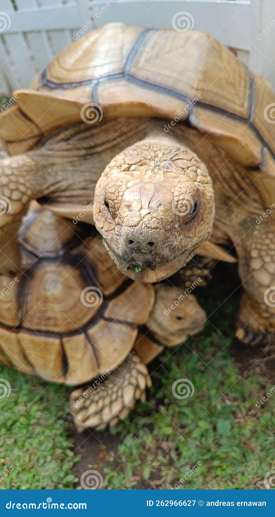 Happy Sea Turtles Stock Image | CartoonDealer.com #17339395