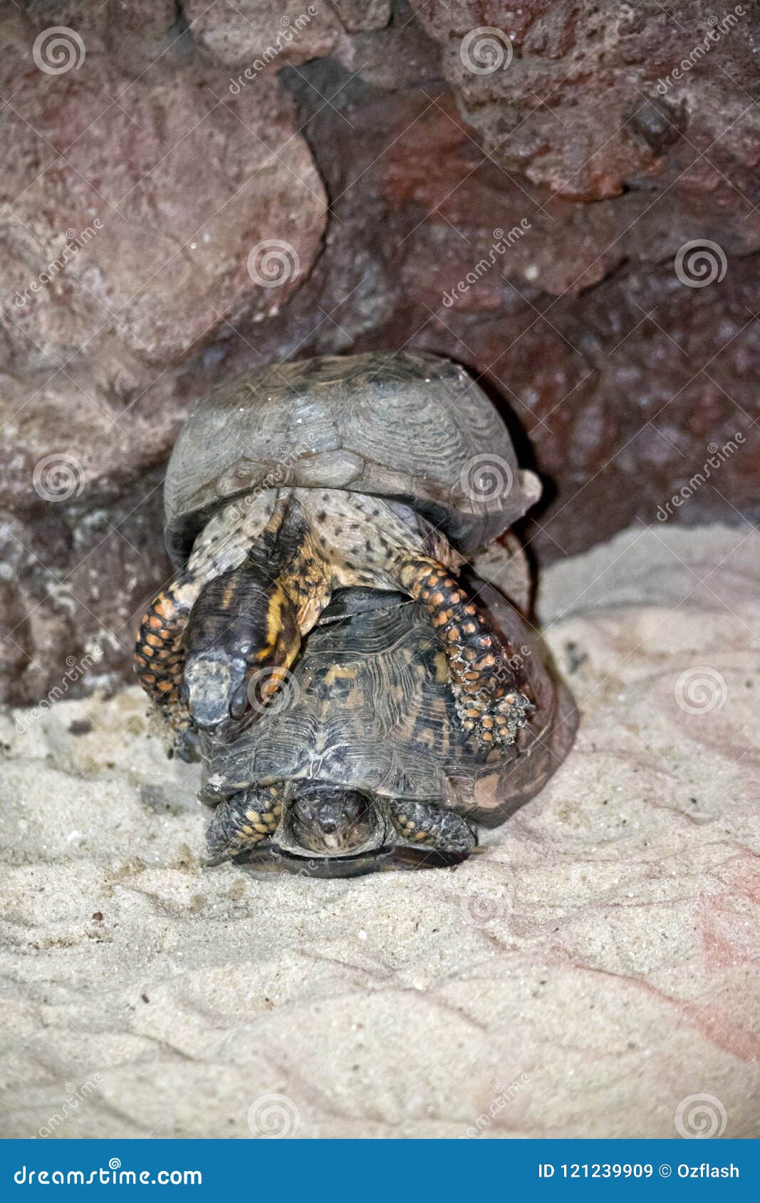 Two turtles hugging stock image. Image of shell, australia - 121239909