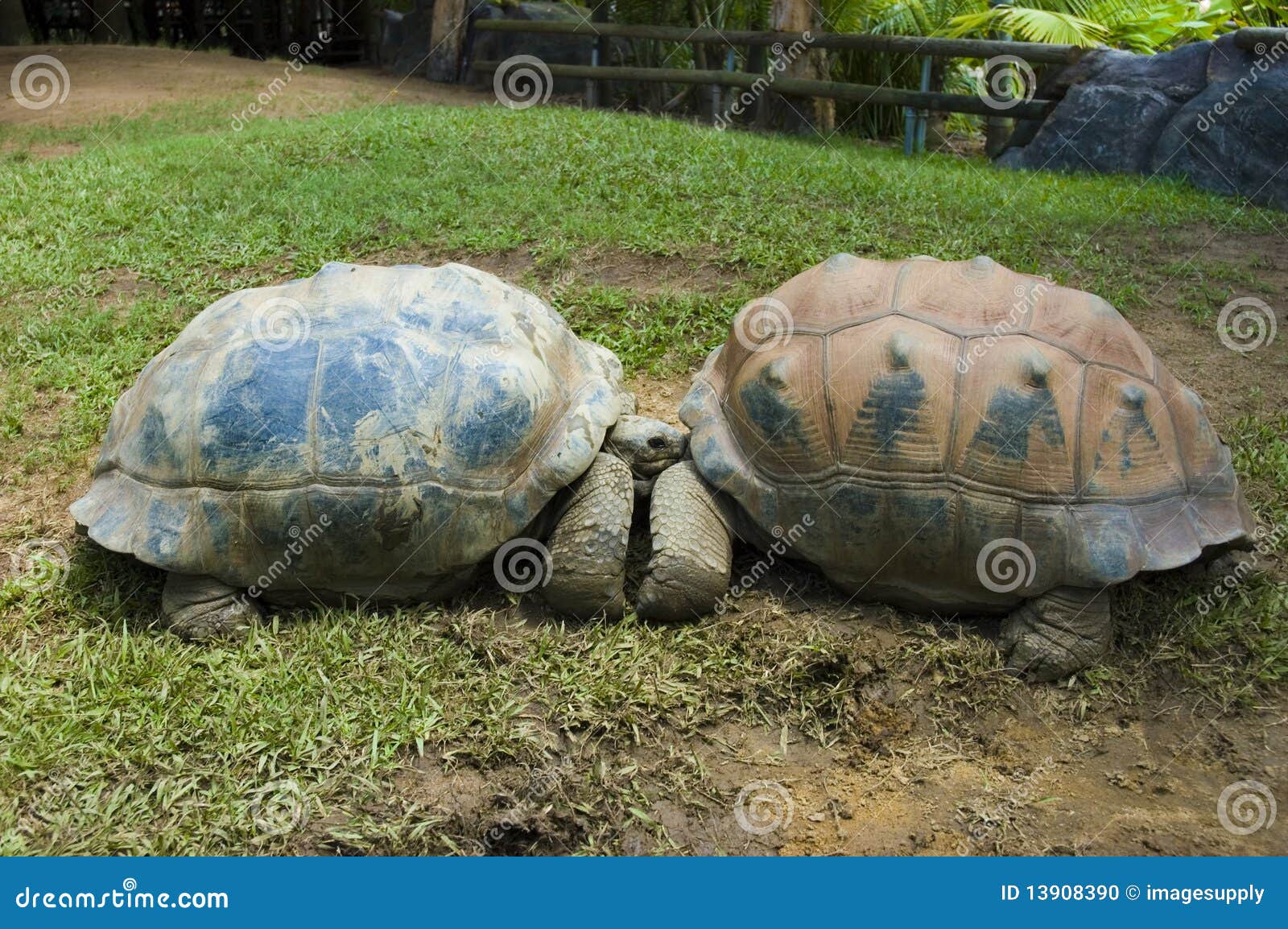 Two turtles kissing stock photo. Image of outside, together - 13908390