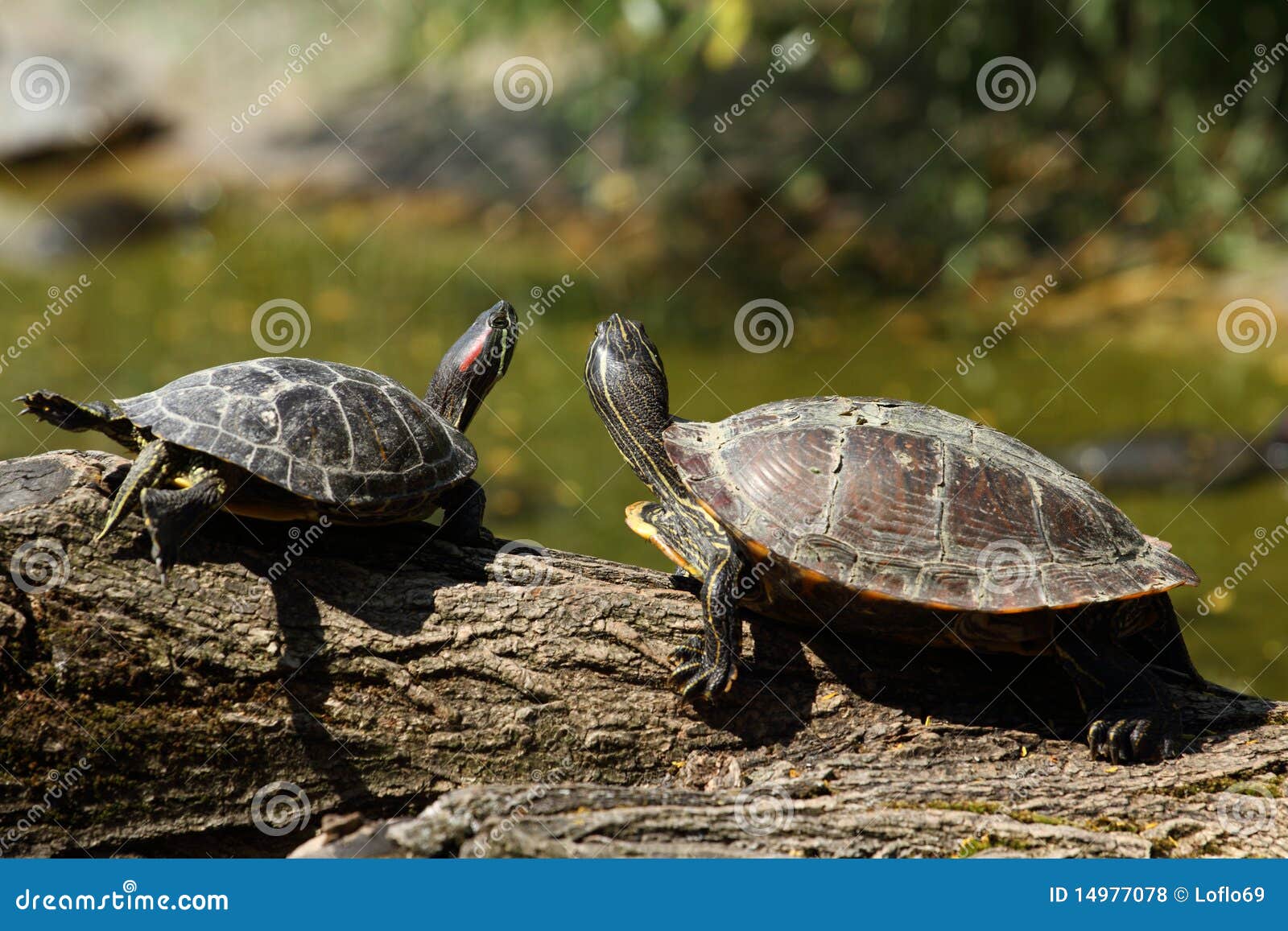 Two turtles on a log stock photo. Image of reptile, sunning - 14977078