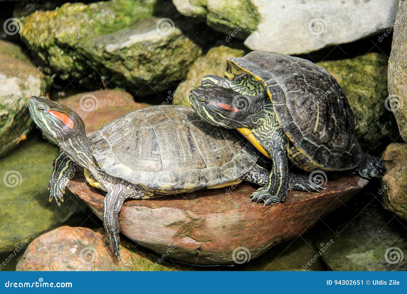 Two turtles stock image. Image of reef, life, amphibian - 94302651