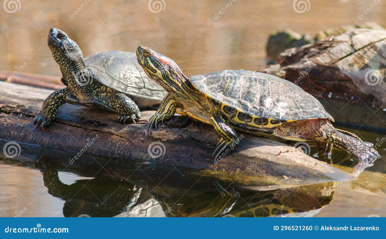 Two Turtles - Marsh and Red-eared Turtles Bask in the Sun Stock Photo ...