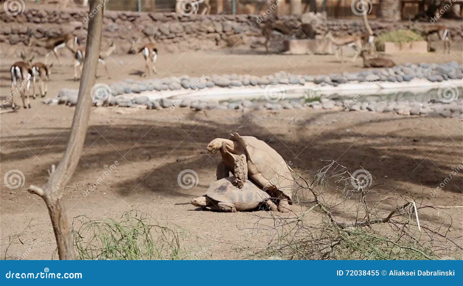 Two turtles mating stock video. Video of activity, doggy - 72038455
