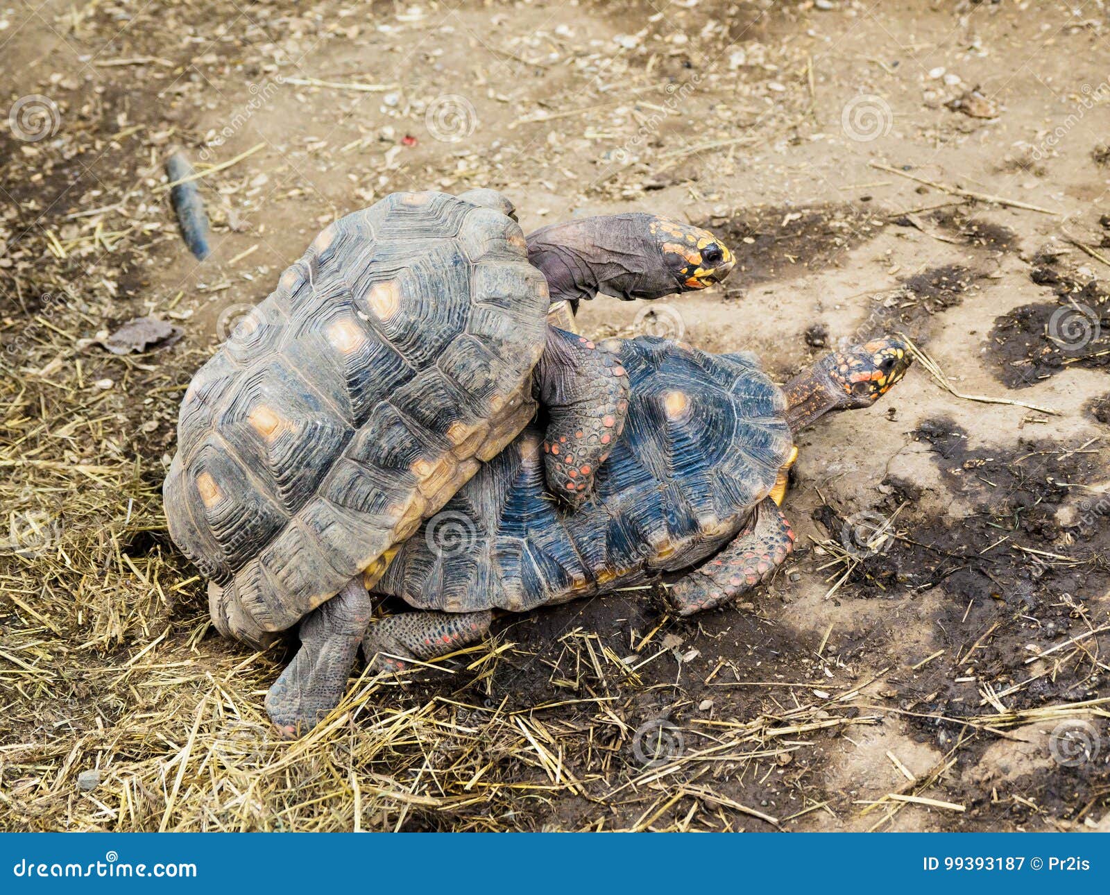 Two turtles mating stock image. Image of male, wildlife - 99393187