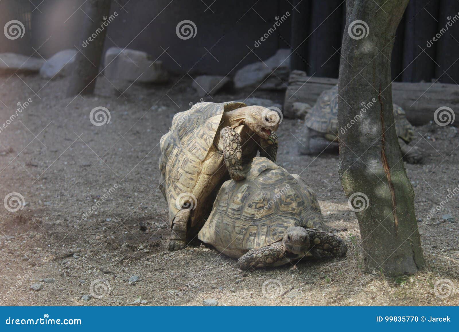 Two turtles mating stock photo. Image of summer, turtles - 99835770