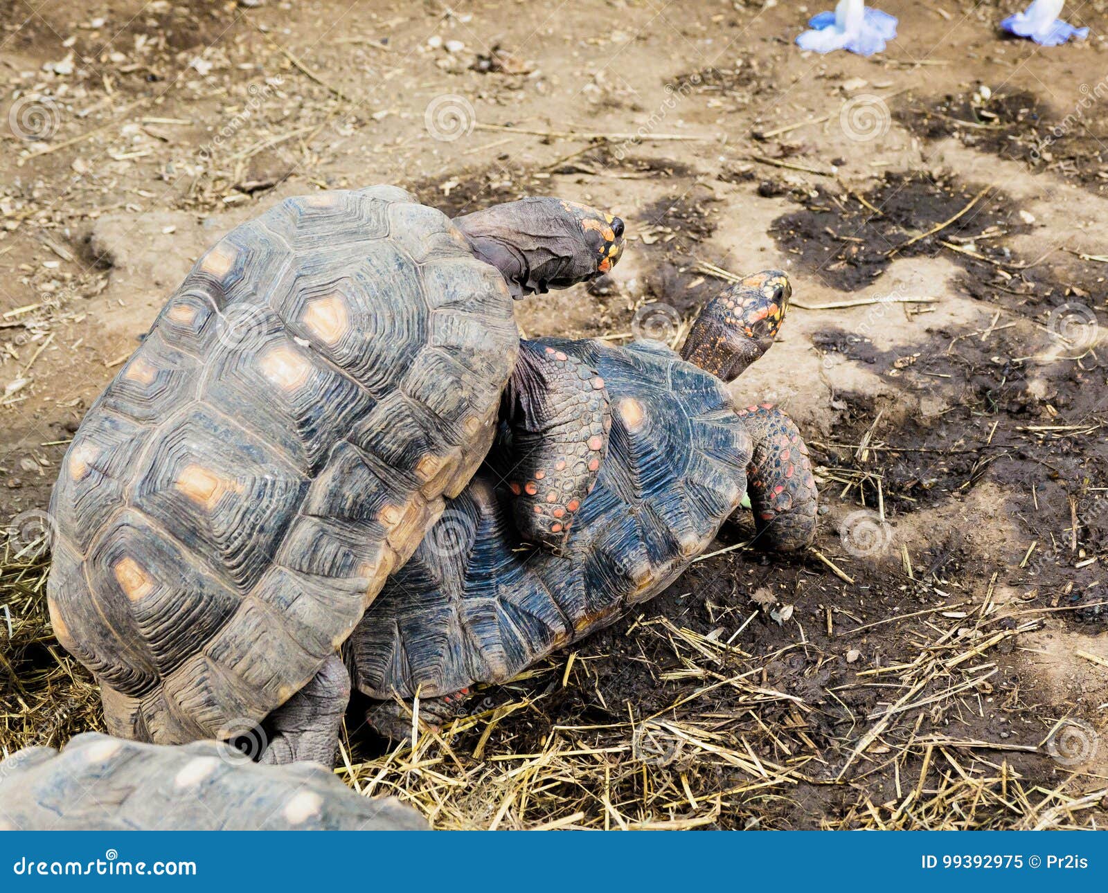 Two turtles mating stock image. Image of land, brown - 99392975