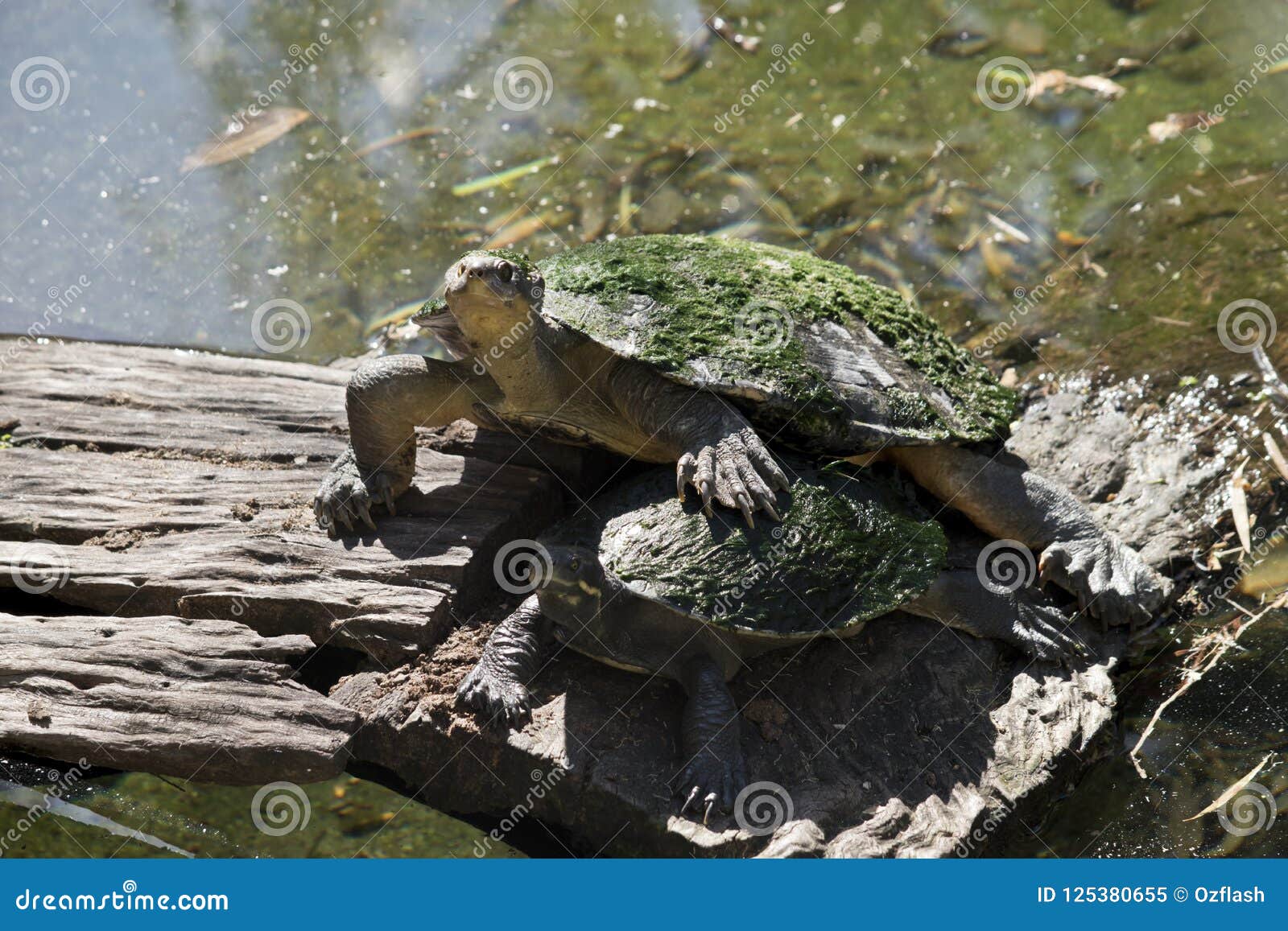 Turtles on a log stock image. Image of green, reptile - 125380655