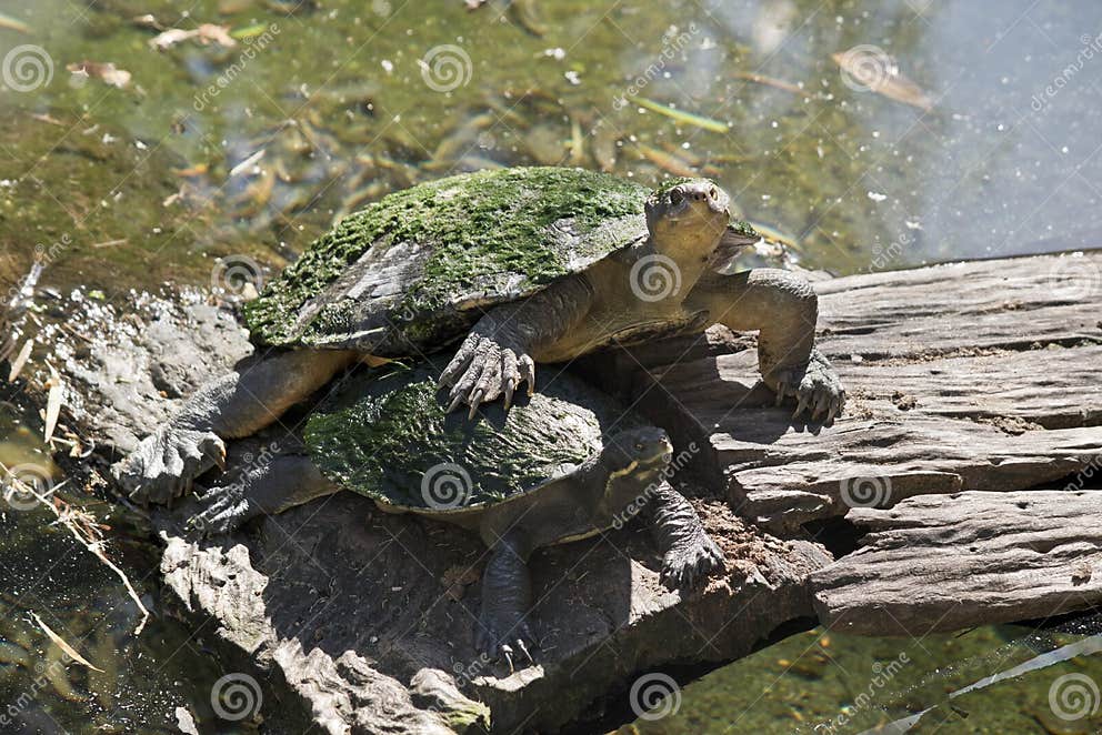 Two turtles together stock photo. Image of cold, australia - 125380636