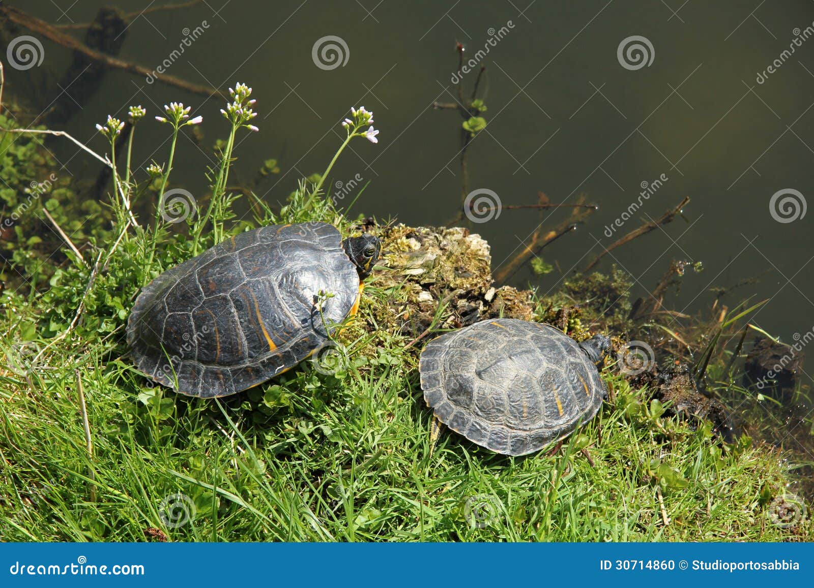 Two turtles near waterside stock photo. Image of green - 30714860