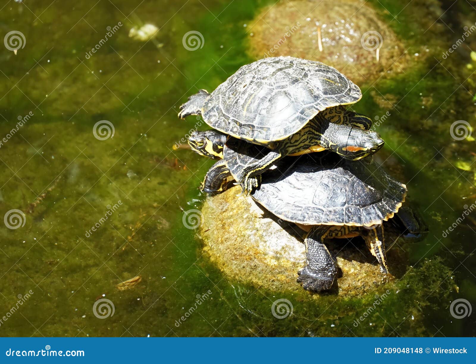 Turtles Piled Up on Each Other on a Rock in a Pond Stock Photo - Image ...