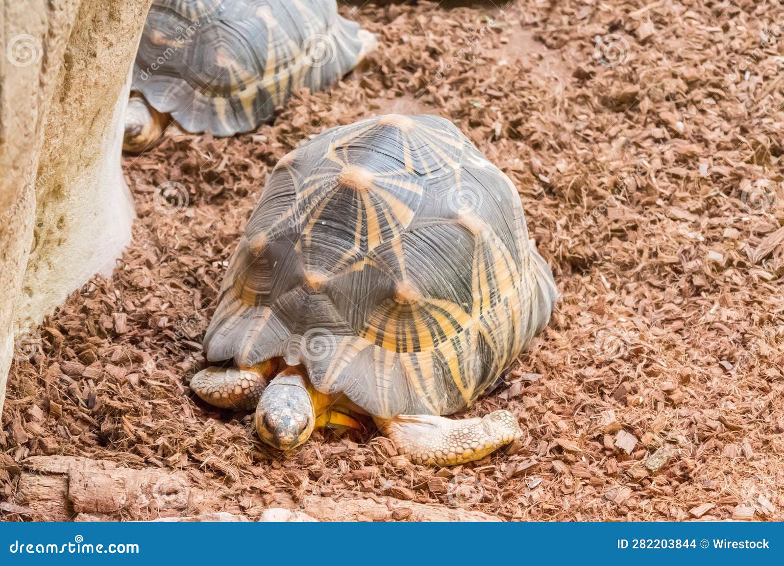 Turtles Relaxing and Basking in the Sun Stock Photo - Image of ...