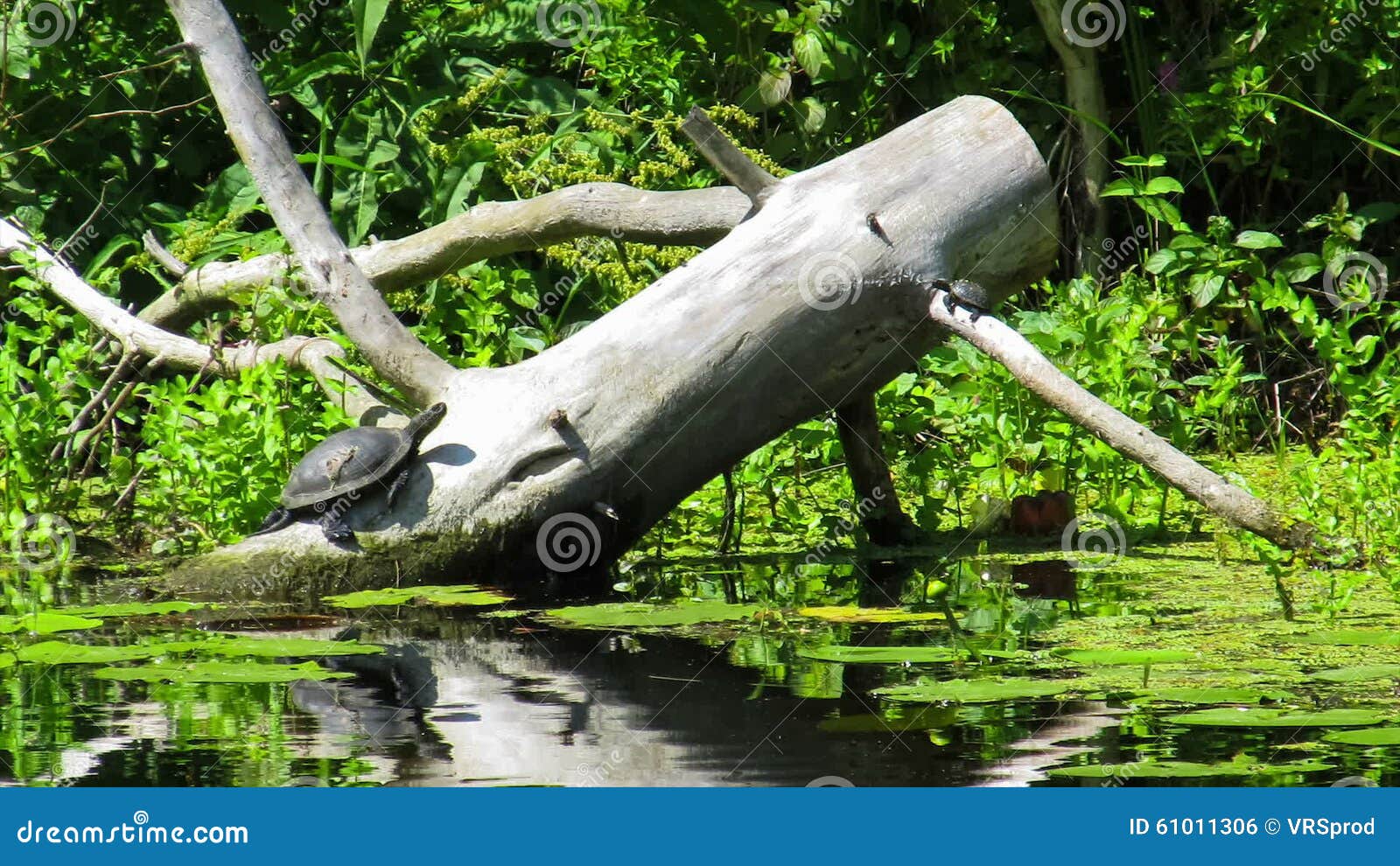 Two Turtles Sitting on a Log in the River Stock Footage - Video of park ...