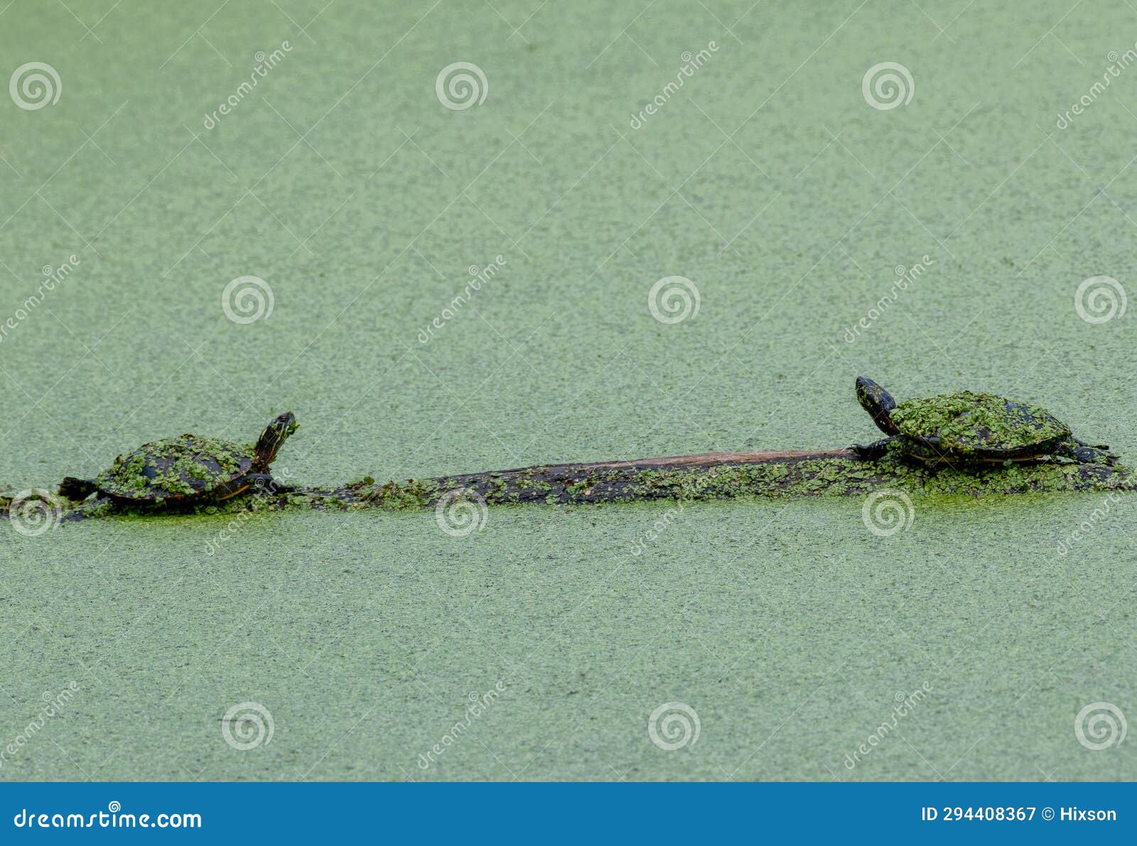 Turtles Sitting On Branch. Royalty-Free Stock Photography ...