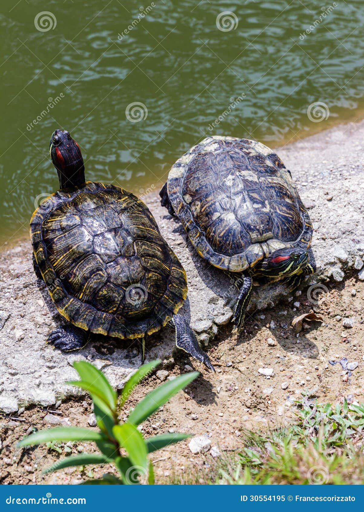 Two Turtles in the Sun stock image. Image of animal, couple - 30554195