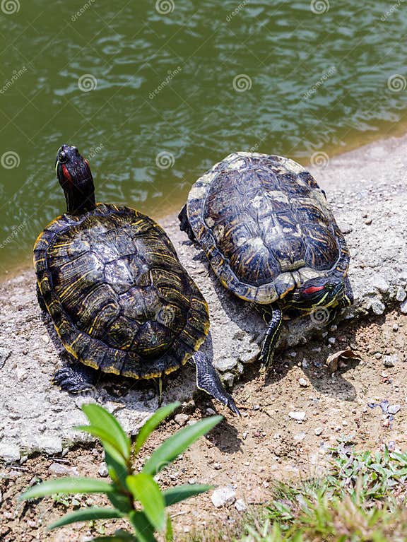 Two Turtles in the Sun stock image. Image of animal, couple - 30554195