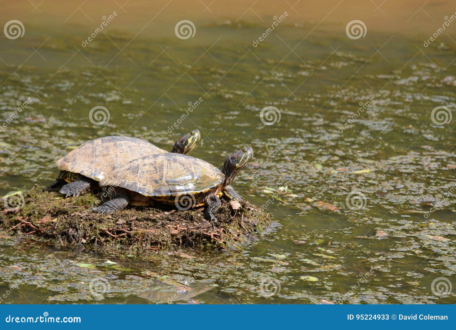 Two turtles sunning stock image. Image of sunning, reptiles - 95224933