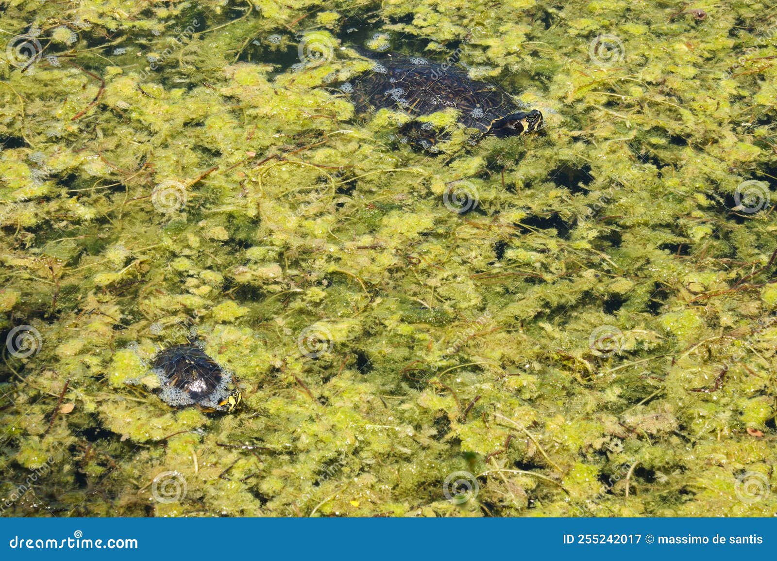 Two Turtles Swimming Inside a Pond Stock Image - Image of scenic, coast ...