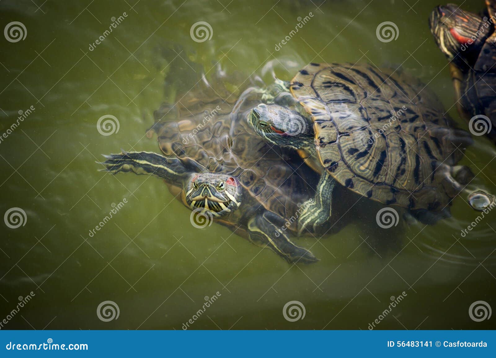 Two Turtles stock image. Image of background, young, wildlife - 56483141
