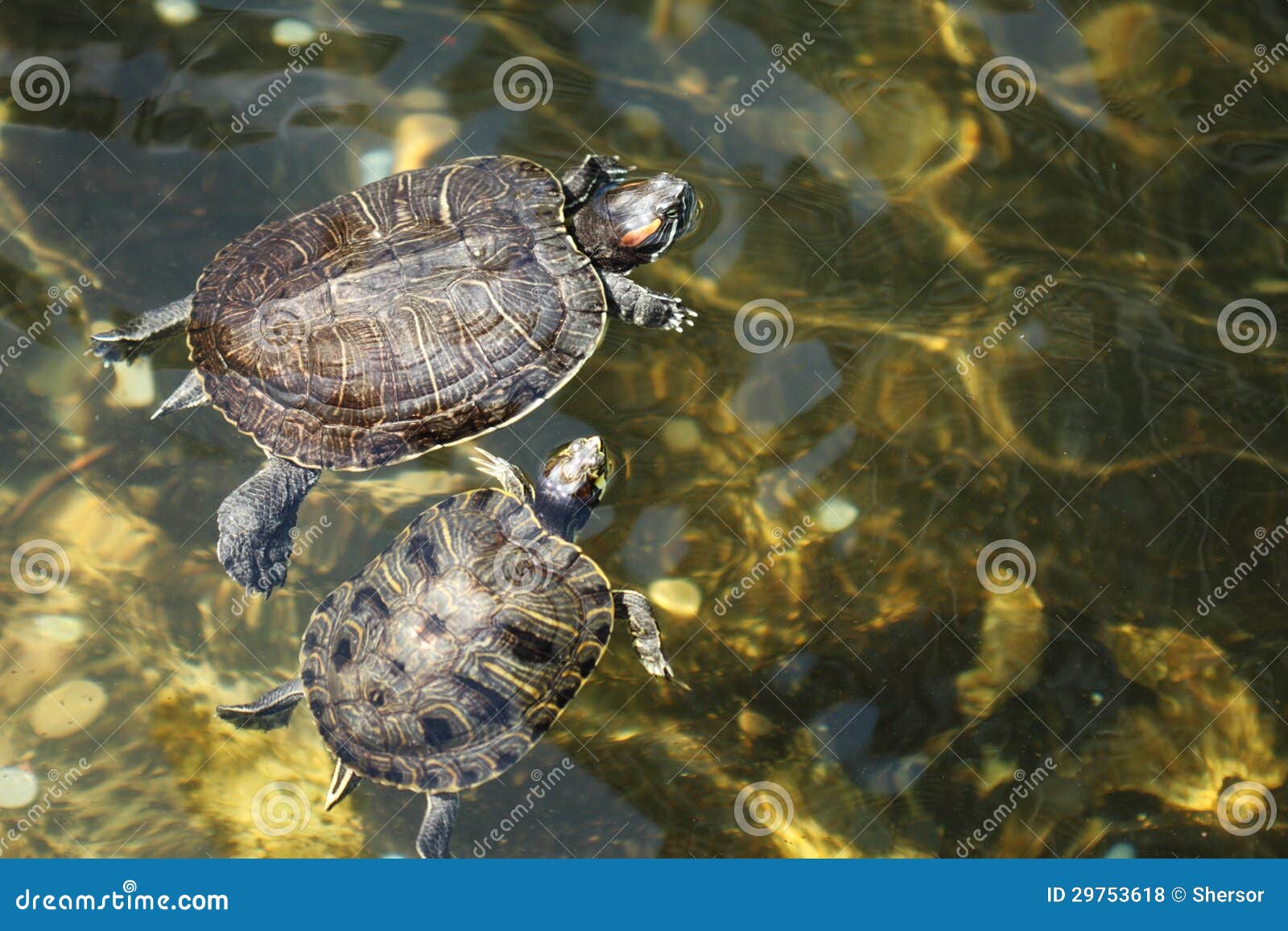 Turtle in the pool stock photo. Image of amphibian, turtle - 29753618