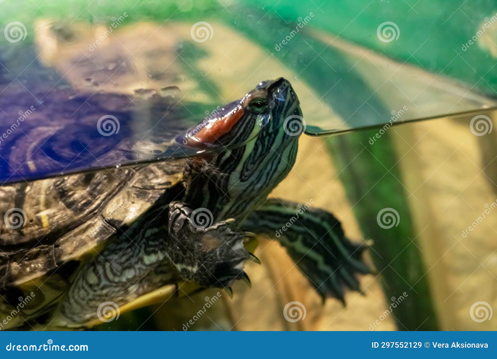 Two Turtles in a Terrarium Close Up Stock Image - Image of slider ...