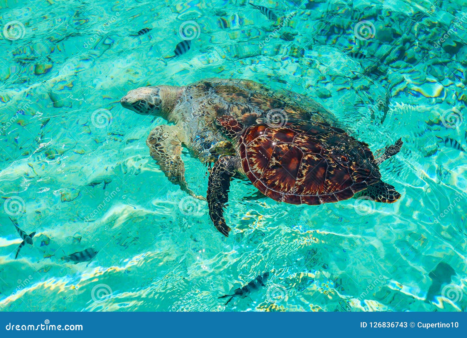 Two turtles stock image. Image of marine, tropical, turtles - 126836743