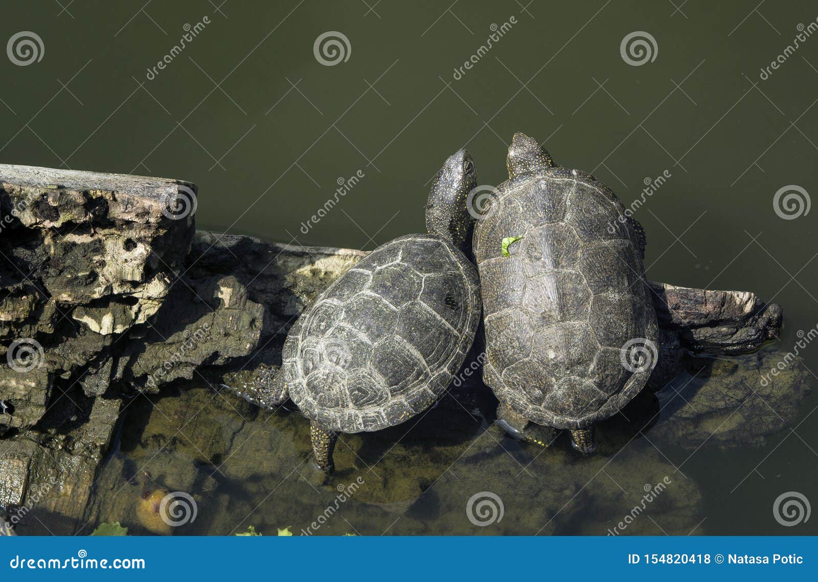 Two turtles chilling stock photo. Image of country, large - 154820418