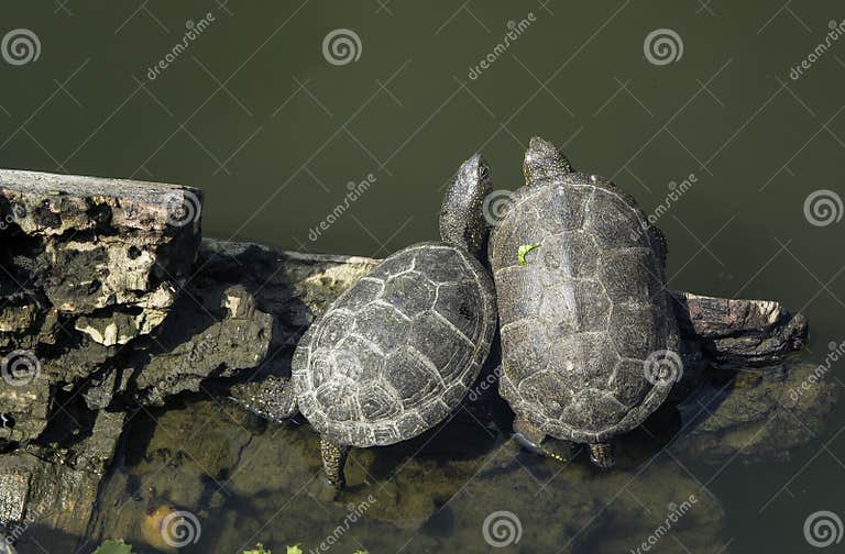 Two turtles chilling stock photo. Image of country, large - 154820418