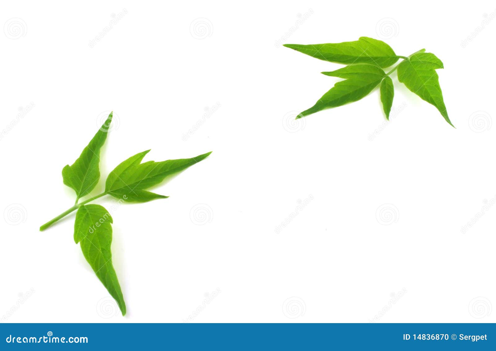Two Twigs with Green Leaves Stock Photo - Image of botany, minutiae ...