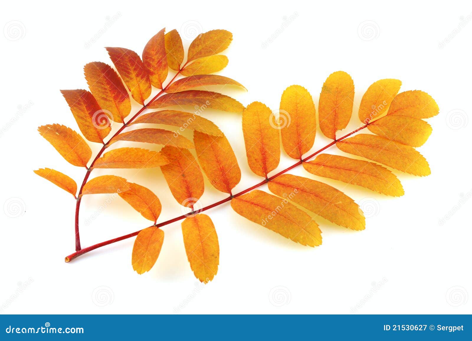 Two Twigs Of Rowan-tree Royalty Free Stock Photography - Image: 21530627