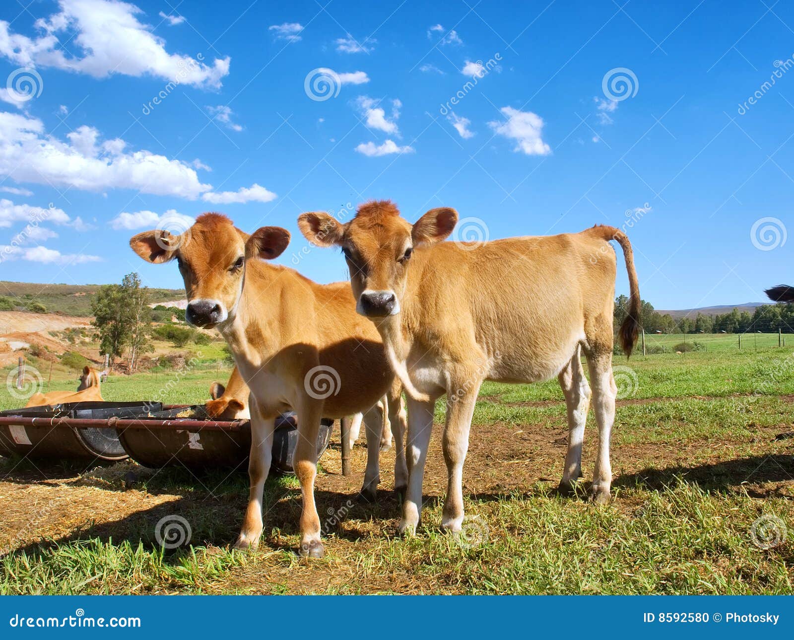 Two Twin Calves Look into Camera Stock Photo - Image of calf ...