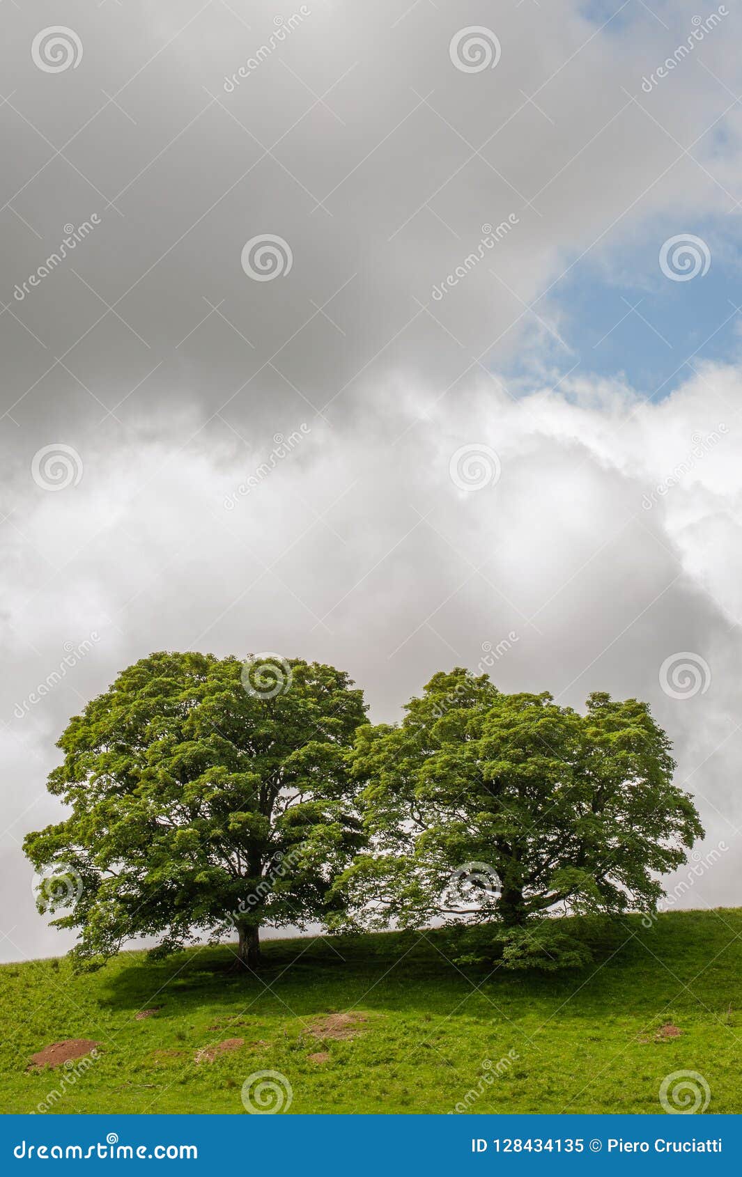 Twin Trees In Ataturk Arboretum Royalty-Free Stock Photography ...