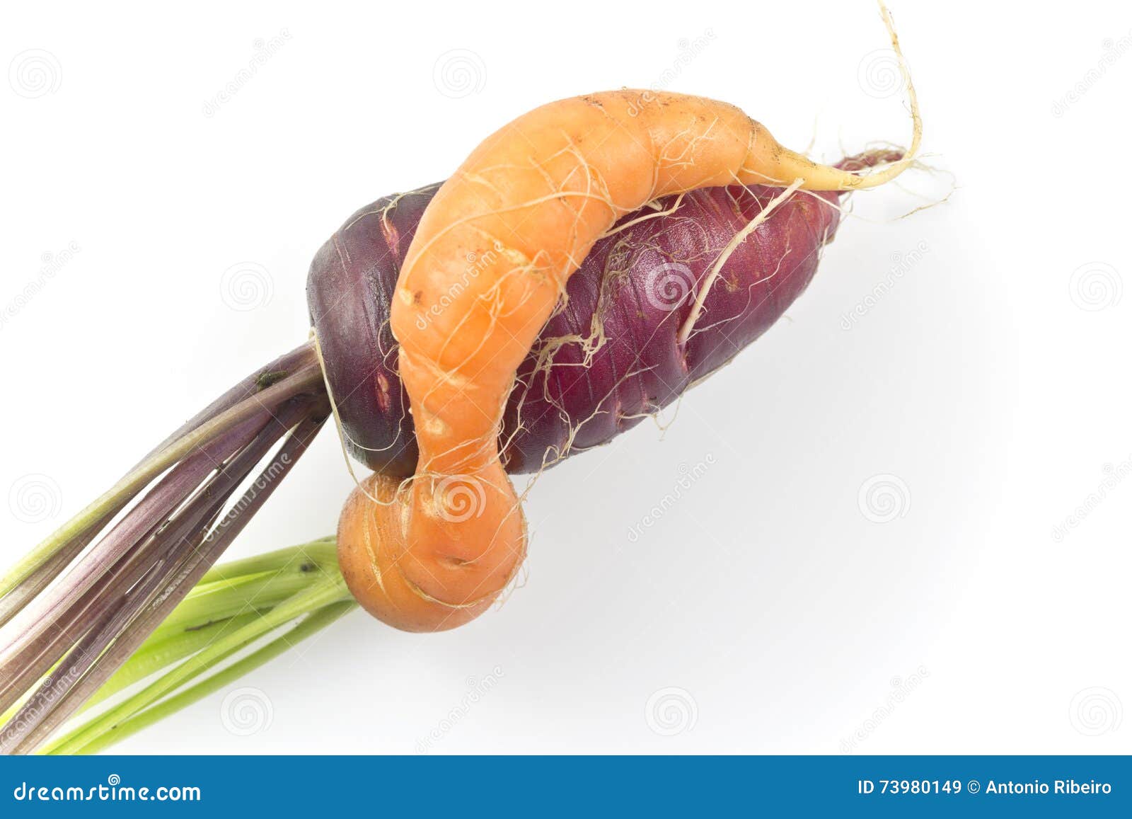 Two Twisted Carrots stock image. Image of food, vegetable - 73980149