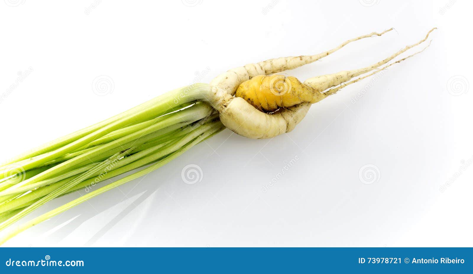 Two Twisted Carrots stock image. Image of tasty, carrot - 73978721