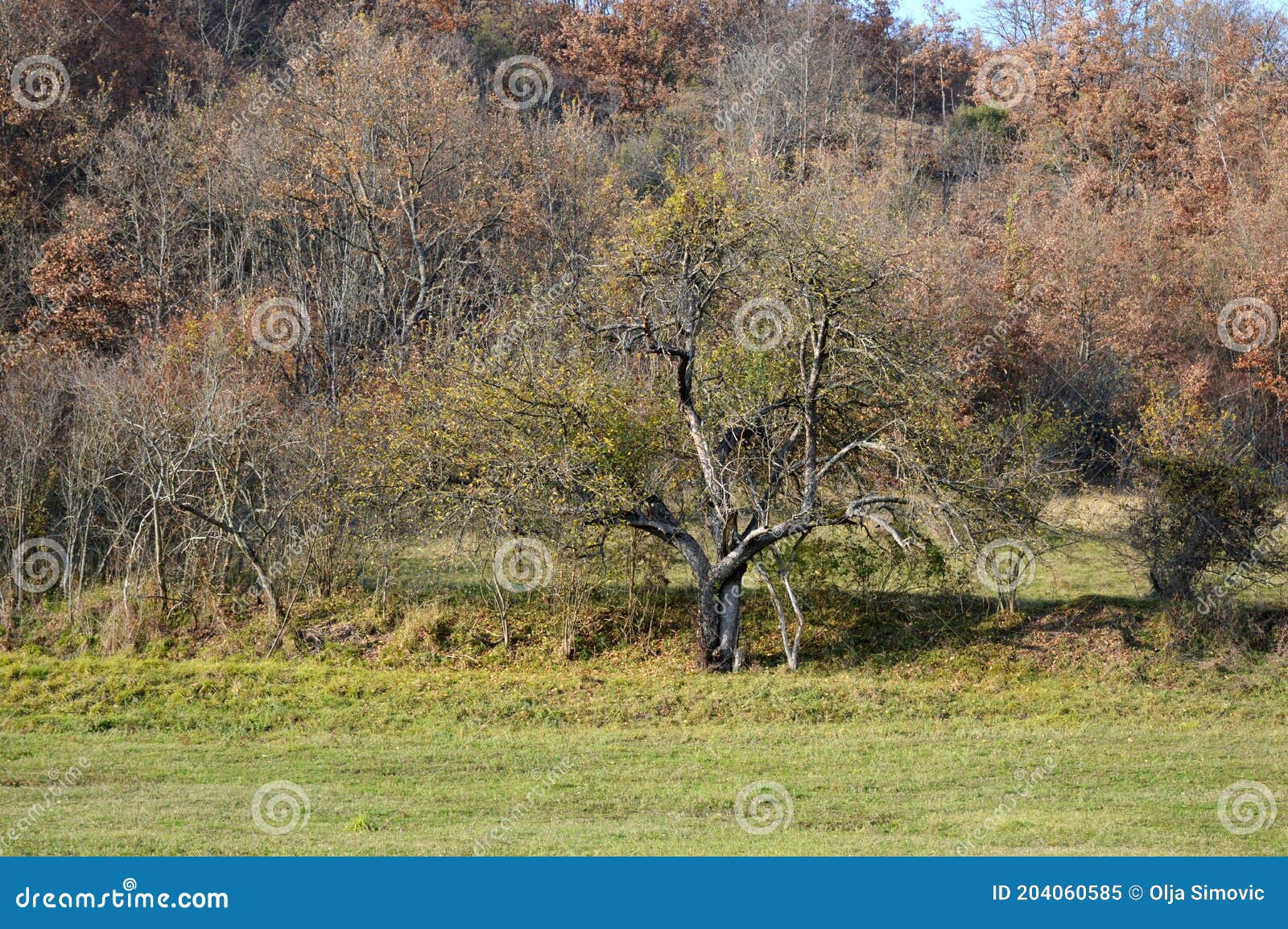 Two twisted trees stock image. Image of trees, color - 204060585