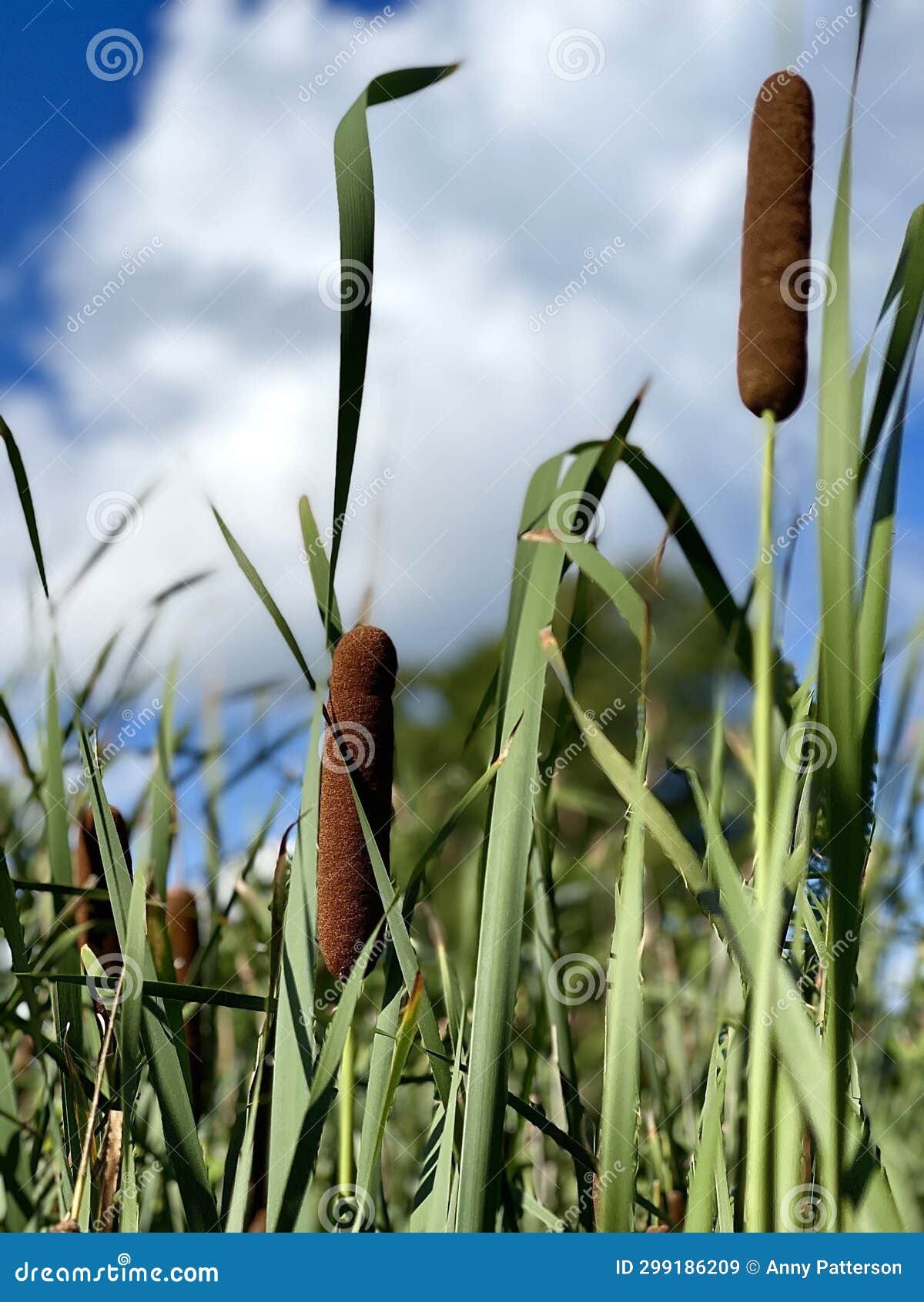 Two stock image. Image of clouds, cattails, perspective - 299186209