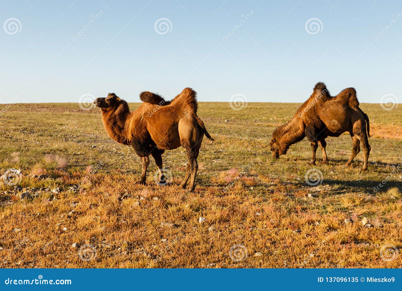 Two two-humped camels stock image. Image of camel, mongolia - 137096135