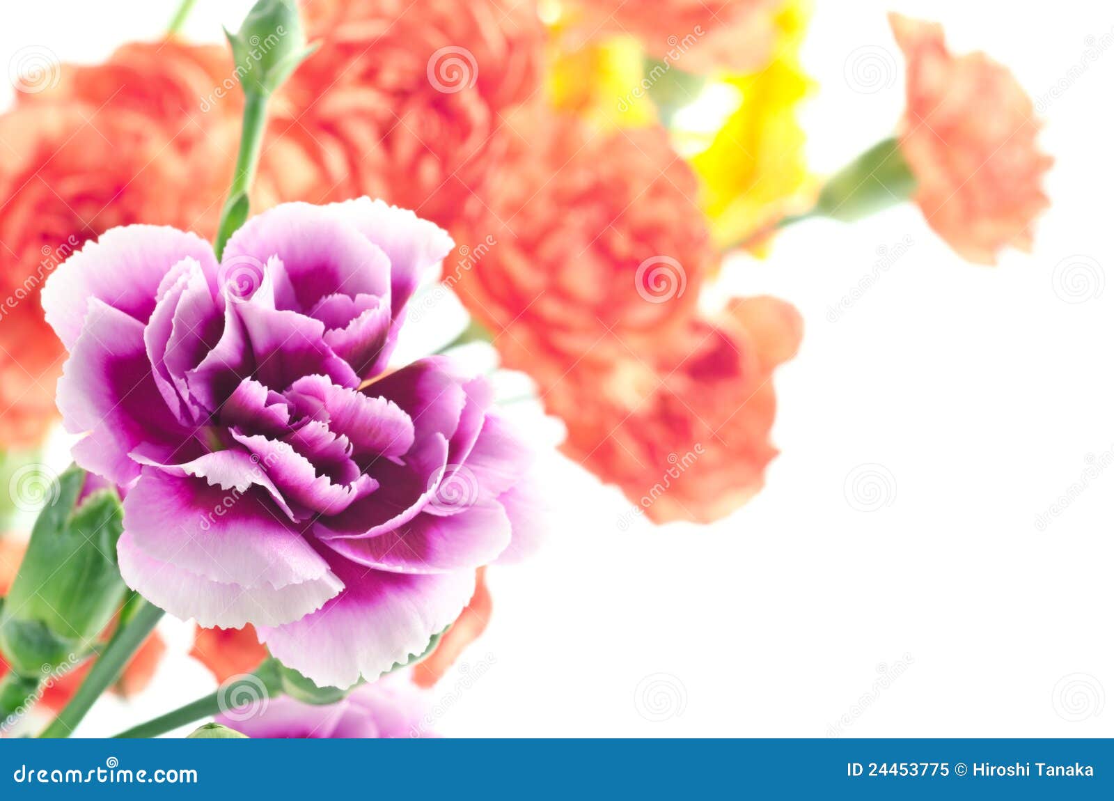 Two types carnation stock image. Image of beautiful, gradation - 24453775