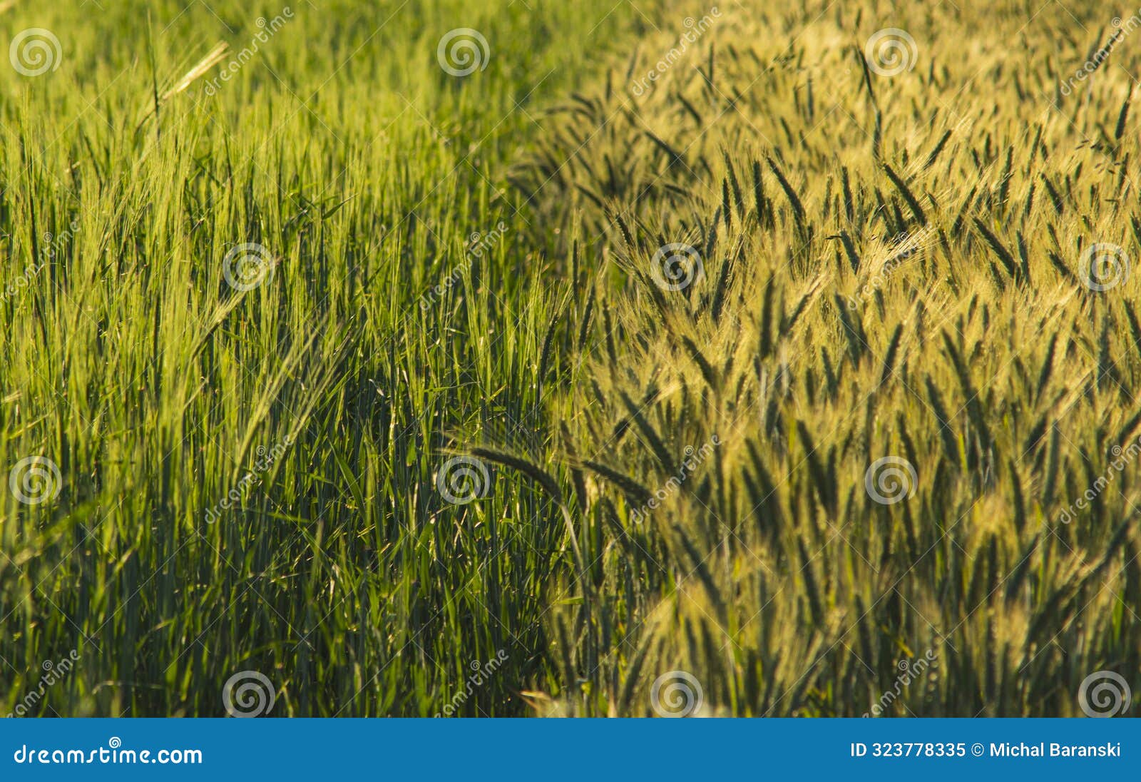 Two Types of Cereal Plant in Gold and Green Color Stock Image - Image ...
