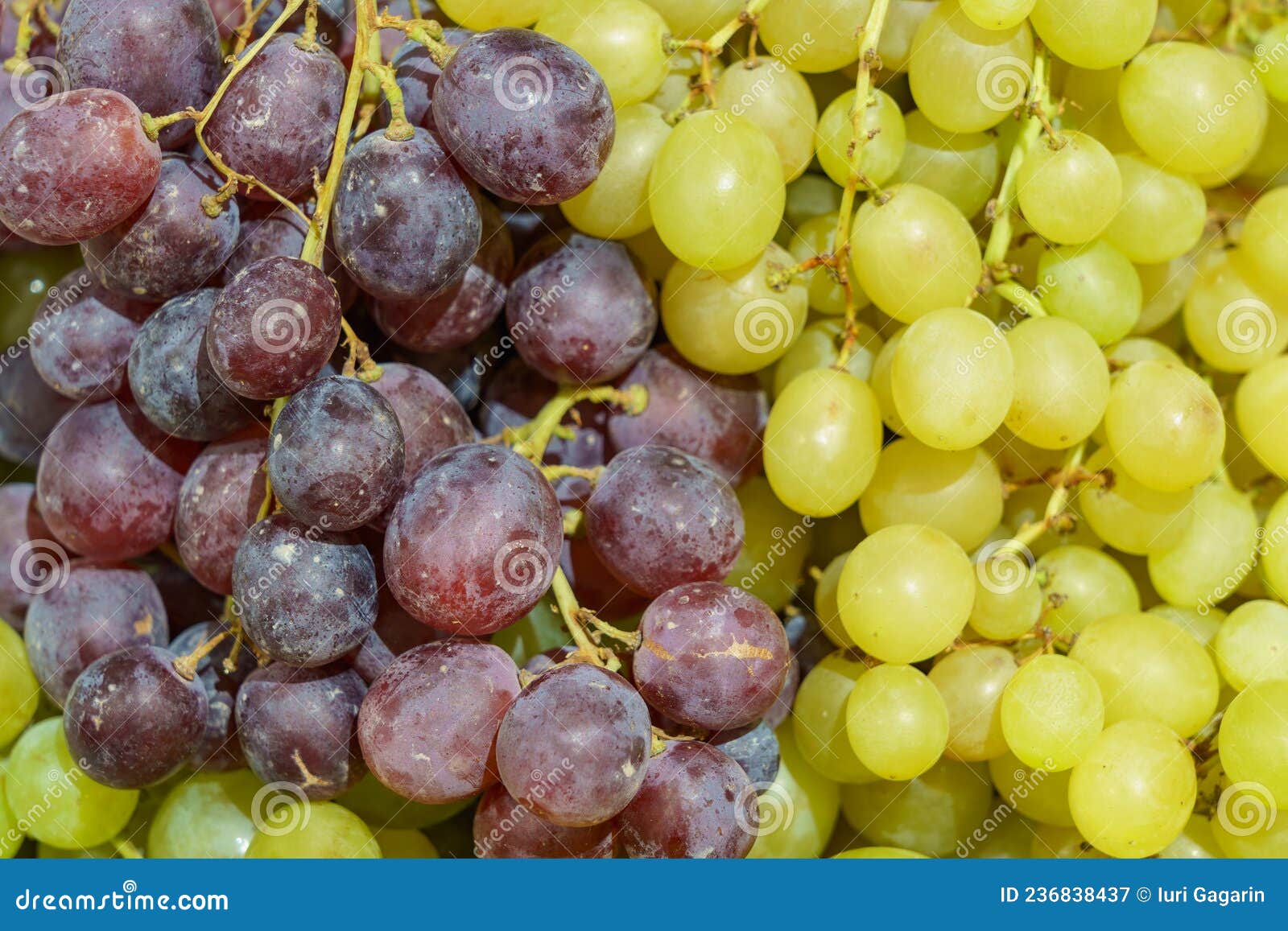 Two Types of Grapes. Background with Copy Space for Text Stock Image ...