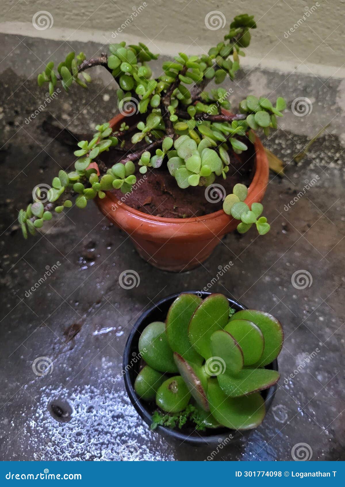 Two Types of Jade Succulent Plants Stock Photo - Image of types, plants ...