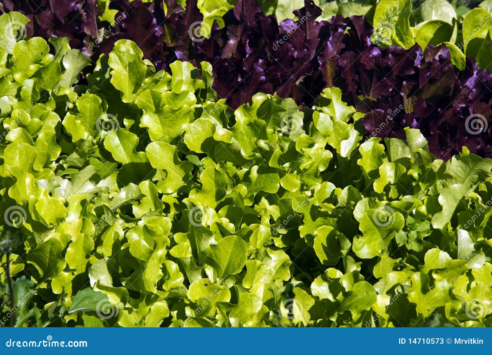 Two types of lettuce stock image. Image of seedbed, wholesome - 14710573