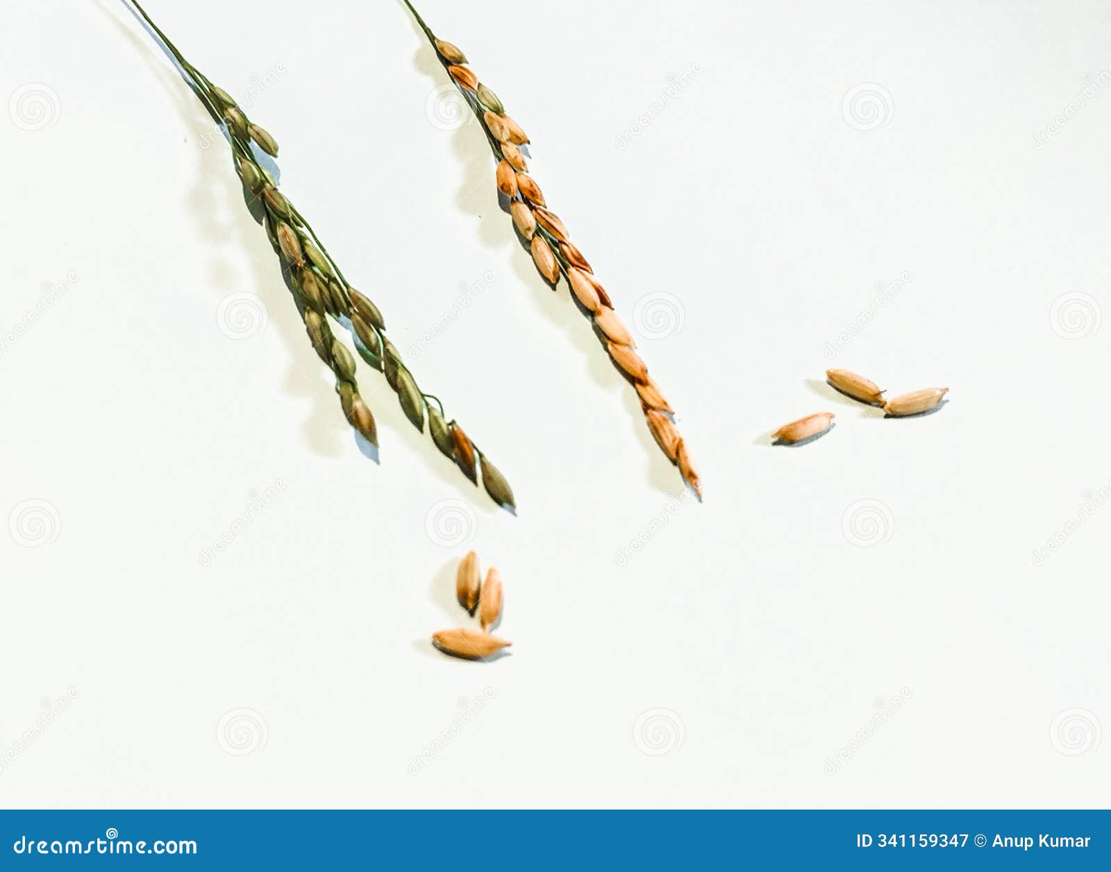 Two Types of Paddy and Paddy Rice Stock Image - Image of branch, wing ...