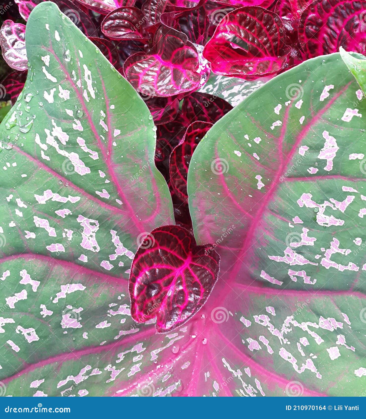 Two Types of Plants with Unique Leaves Look Beautiful Stock Photo ...