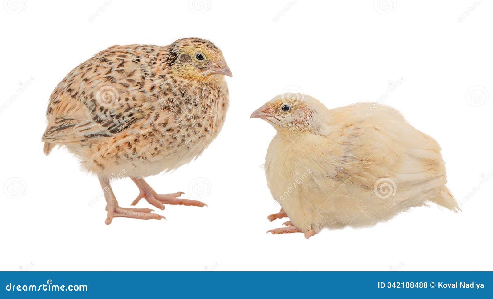 Two Types of Quail Isolated on White Background Stock Photo - Image of ...