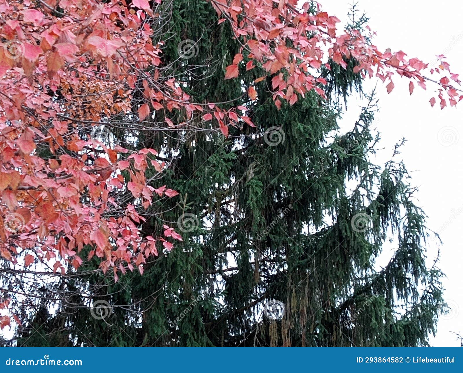 Autumn turns to winter stock photo. Image of autumn - 293864582