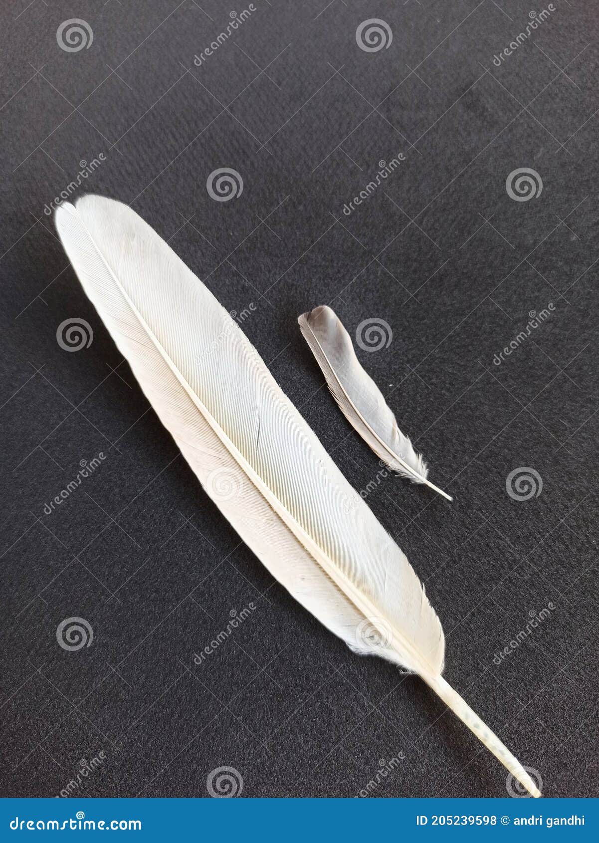 Two types of white quill stock photo. Image of types - 205239598