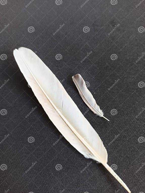 Two types of white quill stock photo. Image of types - 205239598